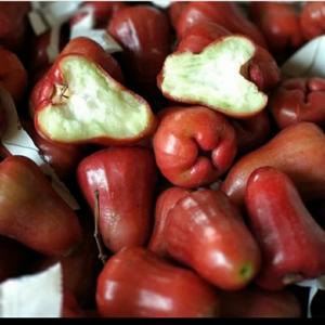 Jual BIBIT JAMBU AIR CINCALO MERAH - Kab. Kediri - Grosir Tani Bibit ...
