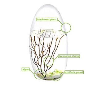 Jual EcoSphere Closed Aquatic Ecosystem, Pod - Jakarta Utara - Pets USA ...