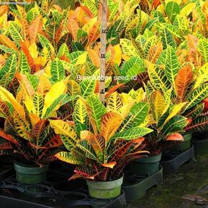 Jual Bibit tanaman hias Puring Bali -Tanaman hias puring terbaik - Kota ...