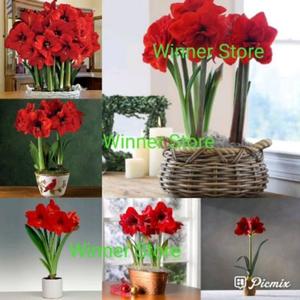 Jual tanaman hidup hias lycoris radiata lili lilies red lily wokyse ...