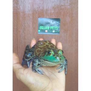 Jual American Bull frog katak jumbo katak besar jinak tidak beracun ...