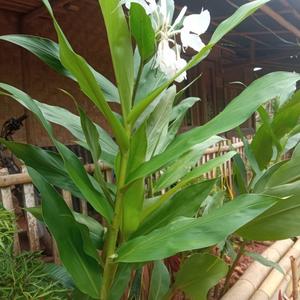 Jual Bibit tanaman Lempuyang gajah - Kab. Pangandaran ...