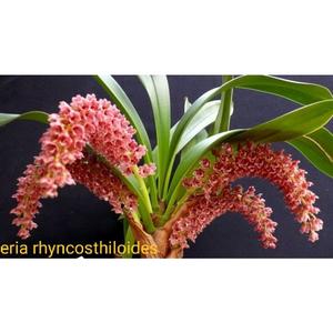 Jual Anggrek Eria rhyncosthiloides Dewasa - Sesuai foto - Kab.Ciamis ...