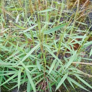 Jual Daun rumput bambu herbal/rumput bulu/rumput kelurut per 100g - Kab ...