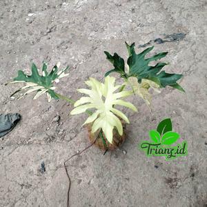 Jual Tanaman hidup denron putih / denron variegata /monstera jari ...