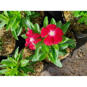 Jual Tanaman Hias Tapak Dara / Vinca Hybird Tegak - tanaman bunga ...