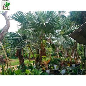Jual pohon palem sadeng palm sadeng tinggi 3-4 meter batang besar - Kab ...