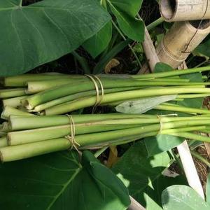 Jual Batang Talas Lompong Sayur 500 gram - Kab. Bogor - papap toko ...