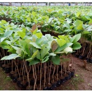 Jual Bibit Pohon Jati Emas Super - Bibit Pohon Kayu Unggulan - Murah ...