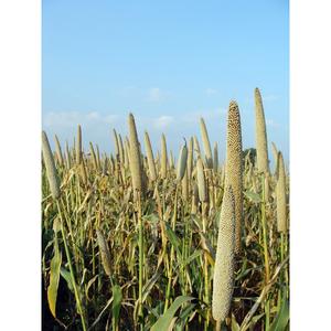 Jual BB 200 Benih Biji Milet Millet Putih White Pennisetum Glaucum ...