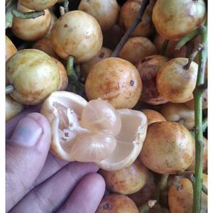 Jual SS 1 Benih Biji Buah Jirak Menteng Merah Putih Mundung Kepundung ...