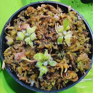Jual SS Taman Karnivora Cephalotus - Kota Surabaya - Markas Florist ...