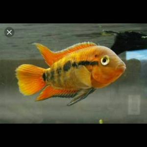 Jual Rainbow Cichlid Archocentrus Multispinosus Herotilapia American ...