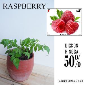 Jual Raspberry - Buah rasberi merah - Tanaman Buah - Kota Batu ...