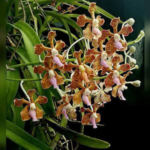 Jual anggrek Vanda limbata jawa dewasa - tanaman bunga - Kota Batu ...