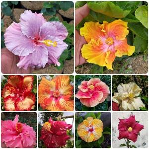 Jual Tanaman Hias Bunga Sepatu Bangkok - Bunga Hibicus Bangkok - Batik ...