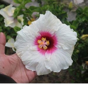 Jual GG bibit taman hias bunga Sepatu Bangkok Daisy Strawberry - Kota ...