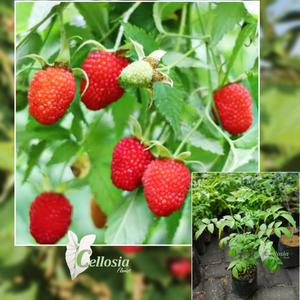 Jual Bibit Tanaman Buah Raspberry / Rasberi Merah pohon - Kota Batu ...