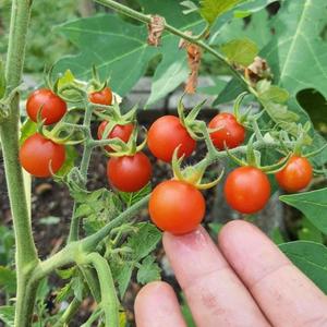 Jual Bibit Tanaman Tomat Cherry / Ceri Sudah Berbunga dan Berbuah pohon ...