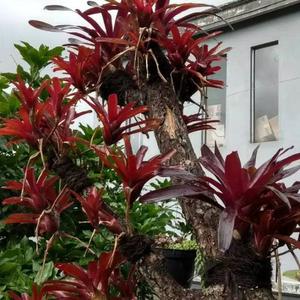 Jual Tanaman hias bromelia merah dewasa / bromeliad fireball Pohon ...