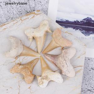 Jual jewelrybase Megalodon Tooth Fossil Shark Teeth Marine Biology ...