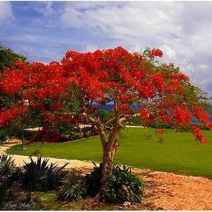 Jual Benih / Seed Pohon Flamboyan Orange - Very Beautiful - Jakarta ...