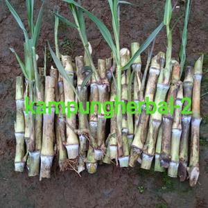 Jual Jual bibit terubuk turubuk stek siap tanam 20cm - Kota Tangerang ...