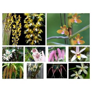Jual Promo paket hemat/10 jenis anggrek mini spesies - Kab. Pangandaran ...