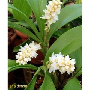 Jual Anggrek Eria Densa Dewasa - Sesuai foto - Sesuai foto - Kota ...