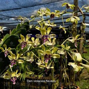 Jual Anggrek Besi Asal Japan Violacea Flavens - Kab. Bogor - scootflora ...