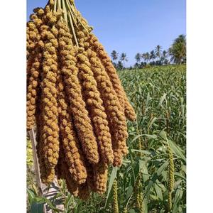 Jual HST Seedcenter 1 Kg Benih Biji Jewawut Juwawut Jawawut Sekoi Jaba ...