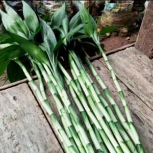 Jual stek tanaman bambu hoki/kole panjang 40 cm - Jakarta Selatan ...