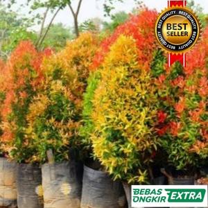 Jual Bibit Tanaman Pohon Pucuk Merah Tanaman Hias Tinggi 50-60 Cm - Kab ...