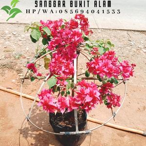 Jual tanaman hias Bougenville/bougainvillea/bunga kertas/bogenfil merah ...