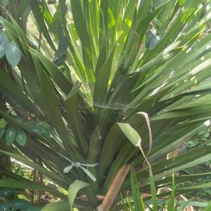 Jual tanaman pandan bali tinggi 1 meter sampai ujung daun batang besar ...