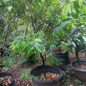 Jual pohon nam nam tinggi 2 meter - Kota Depok - Tanaman hias ...