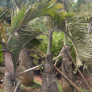 Jual tanaman palem botol tinggi 3 meter - Kota Depok - Tanaman hias ...