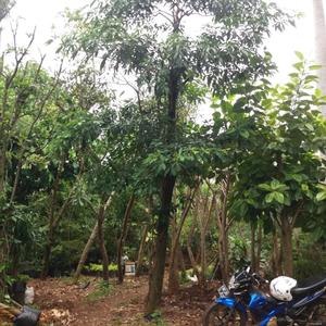 Jual pohon Pule//Pohon Pelindung Pulle - Kota Depok - Tanaman hias ...