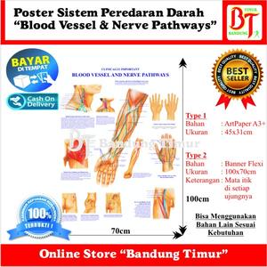Jual Poster Sistem Peredaran Darah Blood Vessel And Nerve Pathways G11 ...