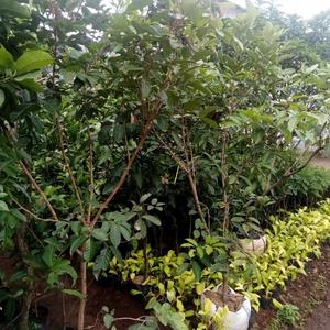 Jual Tanaman Pohon Rambutan Rapiah 2 meter/ pohon buah - Kota Depok ...
