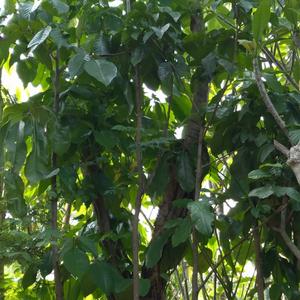 Jual pohon buah kecapi tinggi 2 meter - Kota Depok - Tanaman hias ...