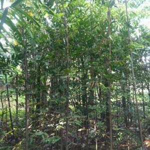 Jual pohon damar tinggi 4 meter - Kota Depok - Tanaman hias parmandenis ...