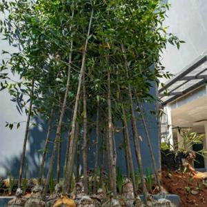 Jual pohon damar laut 2m pohon peneduh - Kota Depok - Tanaman hias ...