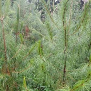 Jual pohon cemara penus/ cemara pinus 1.5 meter - Kota Depok - Tanaman ...