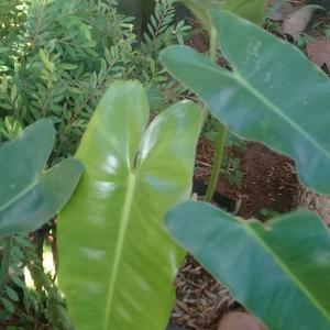 Jual 1 paket tanaman vertical garden - Kota Depok - Tanaman hias ...