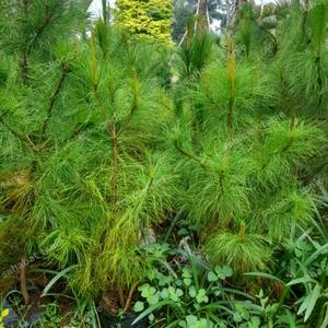 Jual Pohon pinus tinggi 2meter - pohon cemara pinus - Kota Depok ...