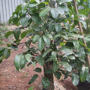 Jual pohon walisongo batang gede - Kota Depok - Tanaman hias ...