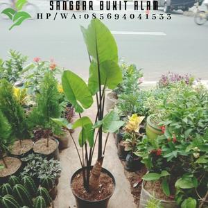 Promo tanaman hias sente hitam/senthe wulung/talas hitam/keladi PLUS ...