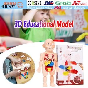 Jual Mainan Edukasi Human Body Model Organ Tubuh Torso Anatomi Phantom ...