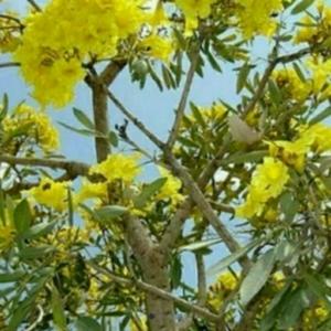 Jual tanaman tabebuya bunga kuning tinggi 5 meter - Kota Depok ...